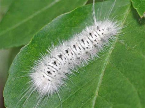 5 Fast Facts About The Rash Inducing Caterpillar Found In Pa