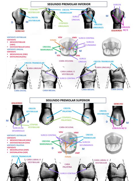 Segundos Premolares Inf Sup Descargar Gratis Pdf Anatomia Dental