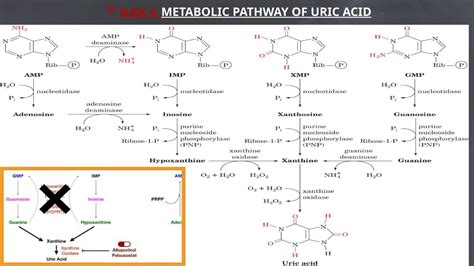 Auwal Yb Uric Acid Ppt Ppt Uric Acid Estimation And Couses