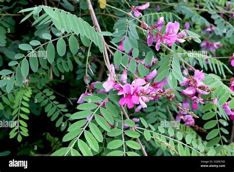 Indigofera Tinctoria True Indigo Arching Racemes Of Pea Like Violet Pink Flowers And Green