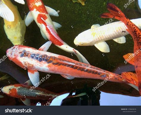 Shusui Koi