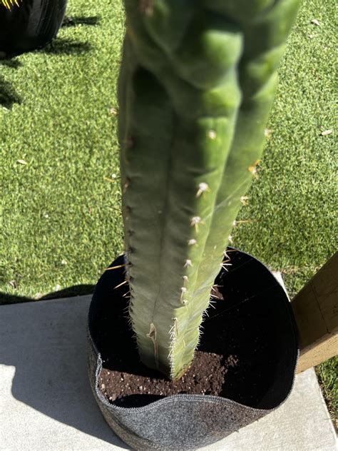 My Bumpy Lumpy Cacti Rsanpedrocactus