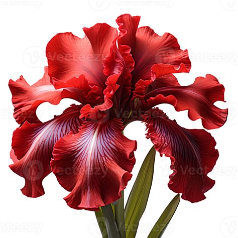 Ai Generado Rojo Iris Flor Aislado En Blanco Antecedentes Con Sombra Rojo Iris Flor Floreciente