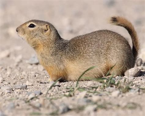 Urocitellus Richardsonii Fakta Føde Habitat Og Billeder På Animaliabio