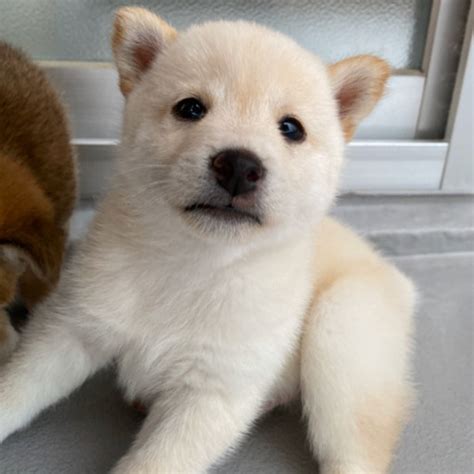 柴犬 小柴 譲ります えーす うるまの柴犬の里親募集｜ジモティー