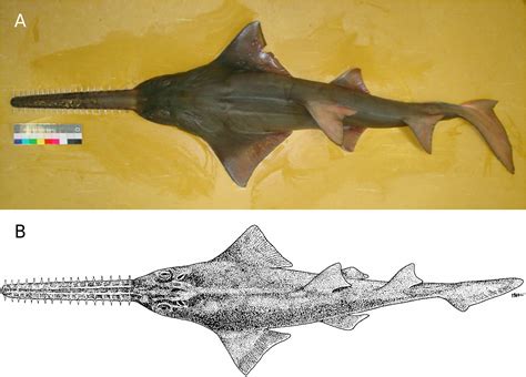 Class Chondrichthyes Pristis