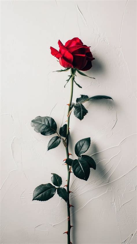 Rose Photography 4k Wallpaper
