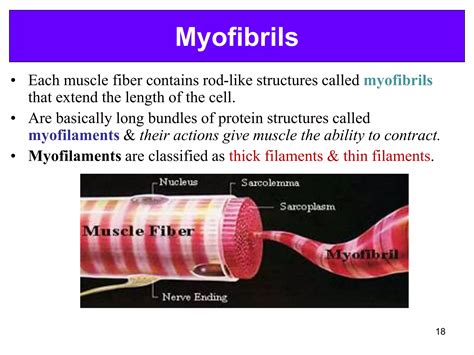 Unit Three Excitable Tissues Muscle Ppt