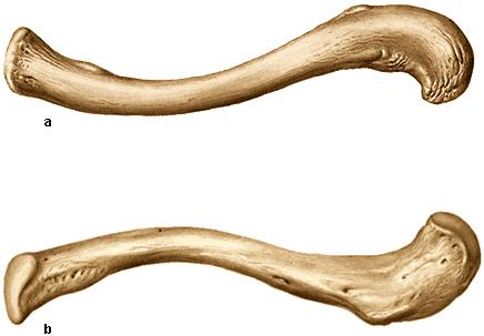 Fisioterapia Huesos