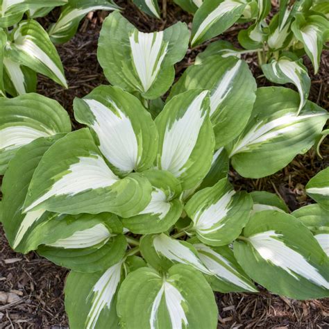 Night Before Christmas Hosta Plant Addicts