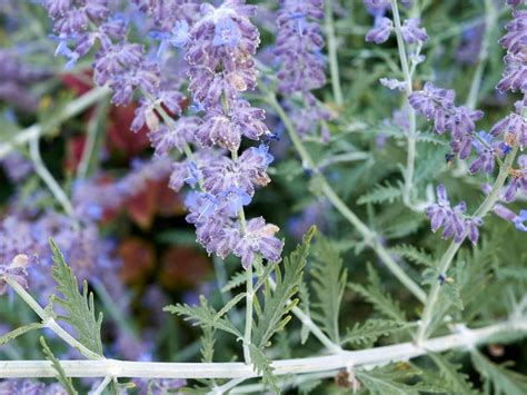 Plants That Thrive In Poor Soil Transforming Tough Garden Spots