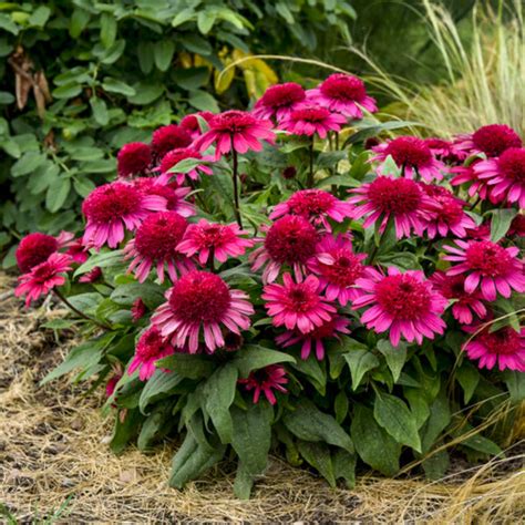 Double Coded™ Raspberry Beret Coneflower Plant Addicts