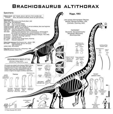 Brachiosaurus Altithorax Hi Fi Skeletal By Paleo King On Deviantart