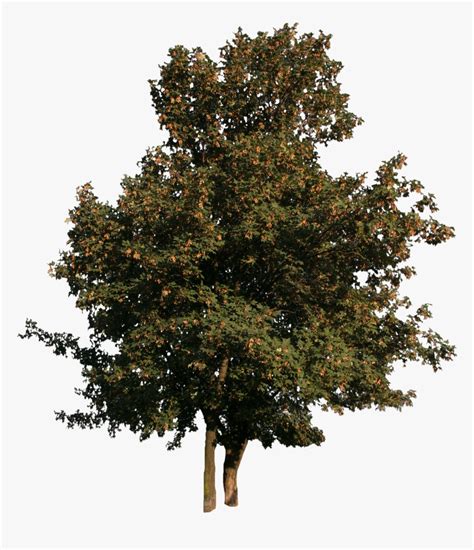 Tree Free Cut Out HD Png Download Transparent Png Image PNGitem