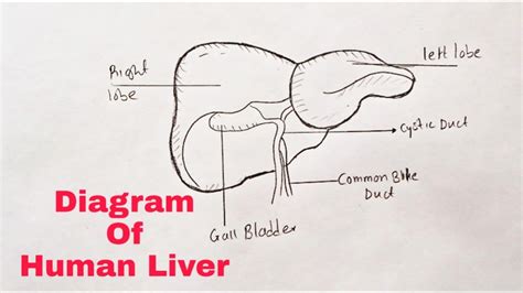 How To Draw A Human Liver Step By Step
