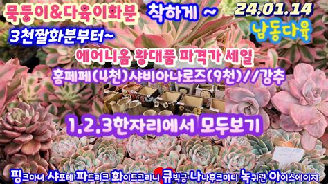 남동다육4착한국민이묵둥이착한화분123한자리에서 모두보기 Youtube