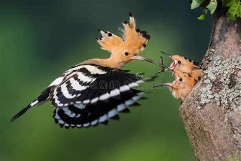 Eurasian Hoopoe Feeding Chick In Tree In Summer Nature Stock Image