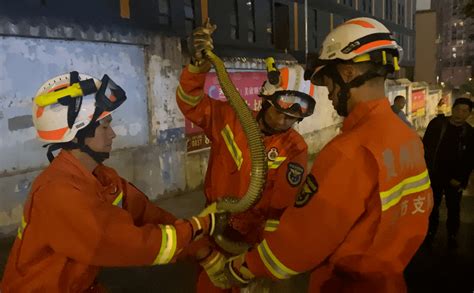 小心！贵州多地蛇出没，“五步蛇”都来了！菜花