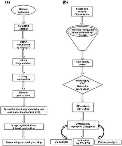 Workflow For RNA Seq Experiments Conducted In The Study A General Download Scientific