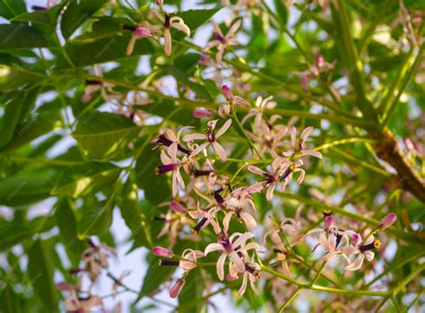 Premium Photo Melia Azedarach Chinaberry Tree Pride Of India