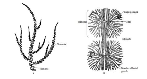 Rhodophyta Diagram Vegetative And Reproductive Structures Of