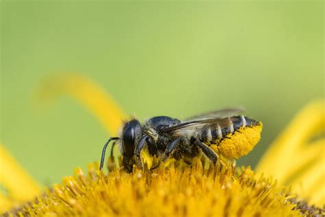 Pourquoi Sinscrire Au Mooc Pollinisateurs