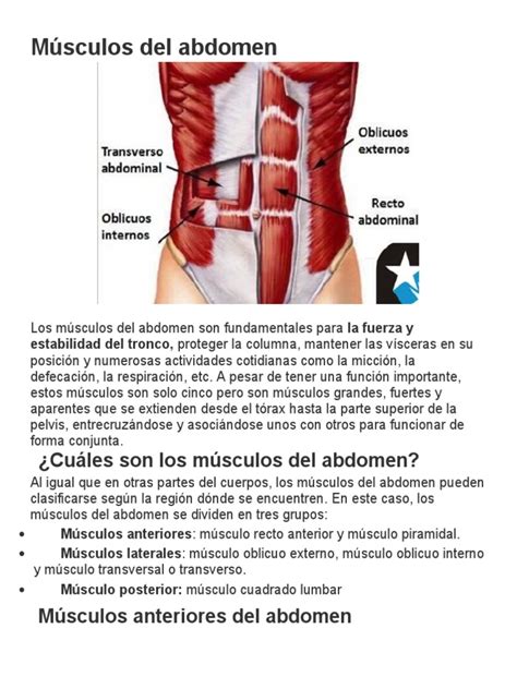 Músculos Del Abdomen Pdf Abdomen Anatomía