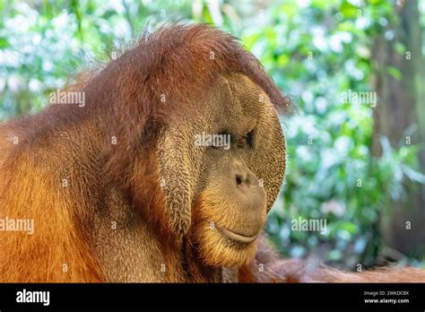 The Closeup Image Of An Adult Male “charlie” Sumatran Orangutan Pongo