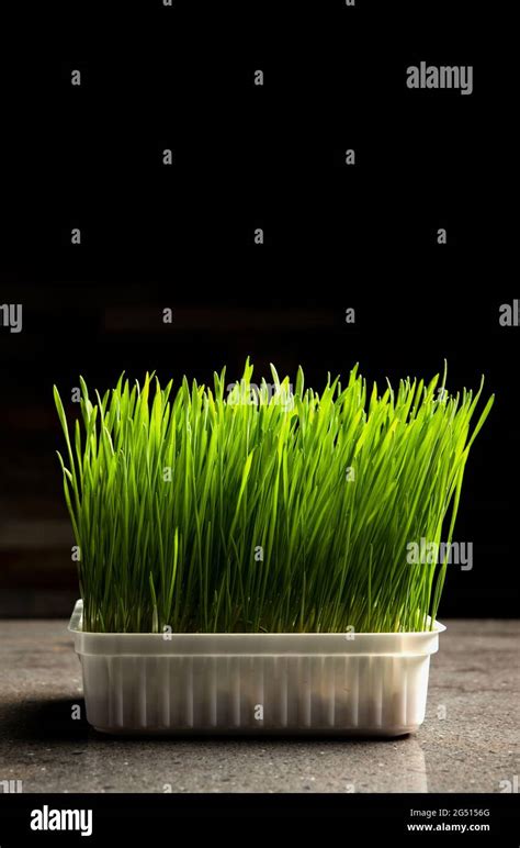Barley Grass Sprouted Barley Grains In A Container Barley Sprouts For