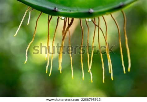 Tree Roots Sprouting Through Air Stock Photo Shutterstock