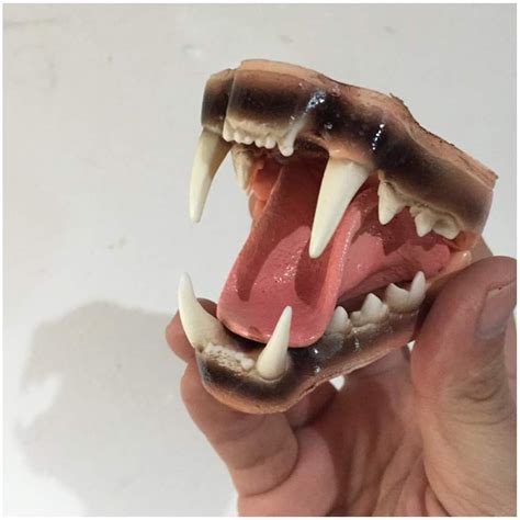 Cat Teeth Anatomy