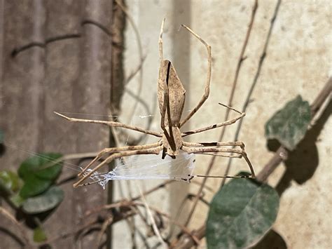 Gladiator Spider I Think Sydney Australia Spiders
