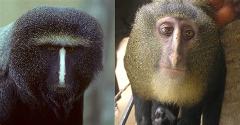 First New Monkey In 28 Years Discovered In The Congo Twistedsifter