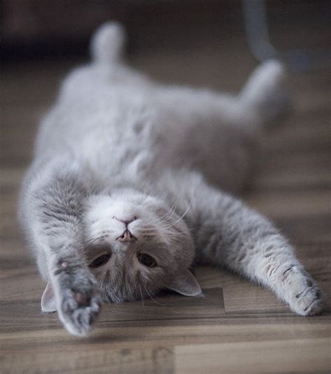Kitty Love 19th January 2015