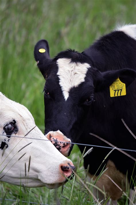 Cows Together Blank Template Imgflip