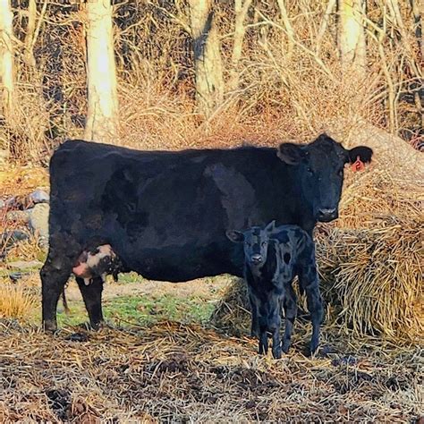 Nutrient Management Update Deep Creek Times