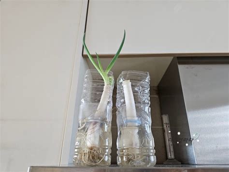 집에서 대파 키우기부터 수확까지 엄마표 과학실험 네이버 블로그