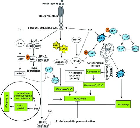 A Schematic Drawing Presenting Signaling Pathways Affected By Luteolin