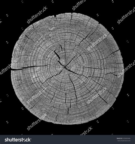 Cross Section Tree Trunk Showing Growth Stock Photo Shutterstock