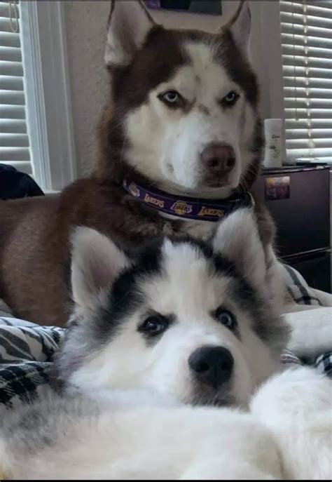 Father And Son Scrolller