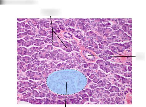 Bio 202 Chapter 17 Endocrine System Lab 27 Histology Diagram Quizlet
