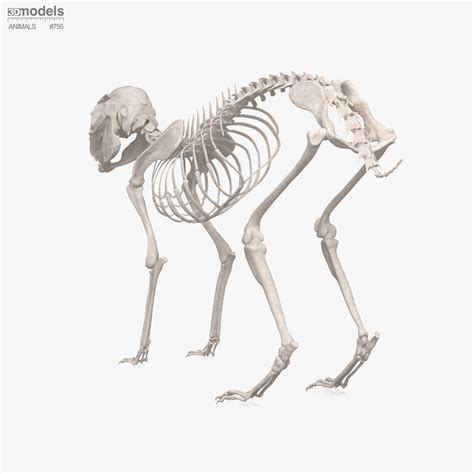 Rabbit Skeleton 3d 모델 다운로드 포유류 On