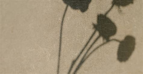 꽃이 든 꽃병을 들고 있는 사람의 그림자 사진 Unsplash의 그림자 이미지