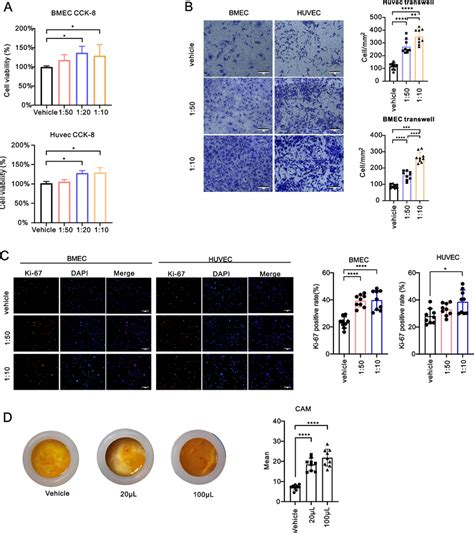 Bmsc Cm Promotes Endothelial Cell Migration And Proliferation Ac