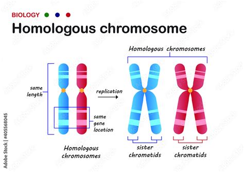 Homologous Chromosomes Diagram