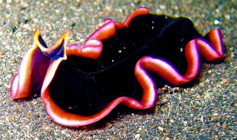 Flatworm Flatworm Learn Biology Biological Phenomena