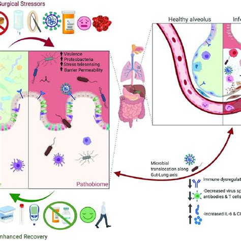 The Intricate Interplay Between The Gut Microbiome Lung Microbiome