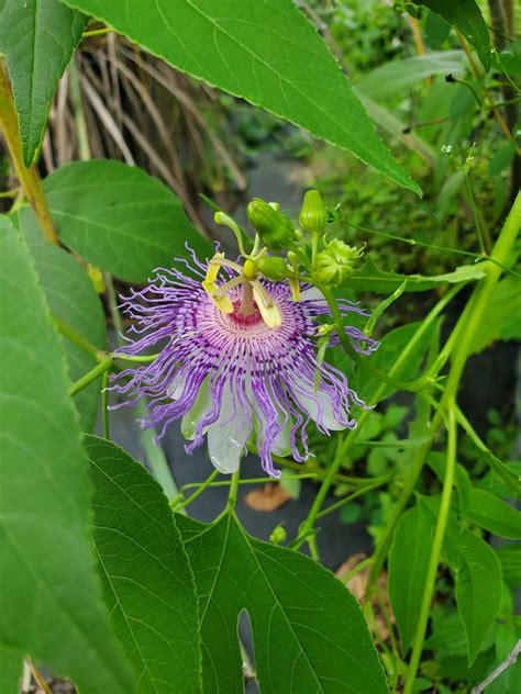 Passiflora Incarnata Flower