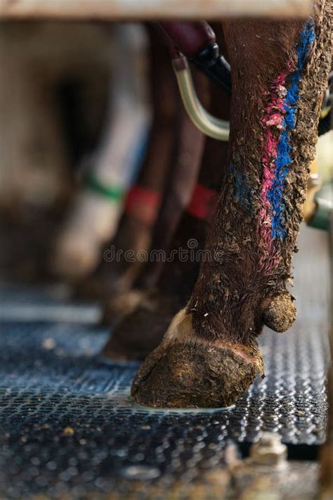 Close Up Of Cow Hooves In A Milking Parlor With Colored Markings On The Legs Stock Image Image