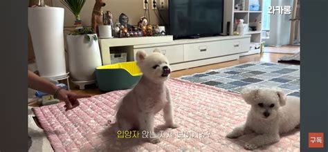 더쿠 입양3일만에 이상행동 보인 강아지 입양자에게 포기를 권하자 돌아온 대답